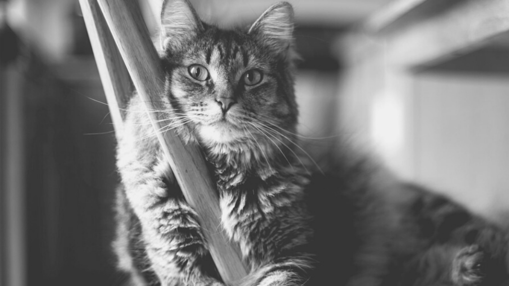 La filosofía de los gatos